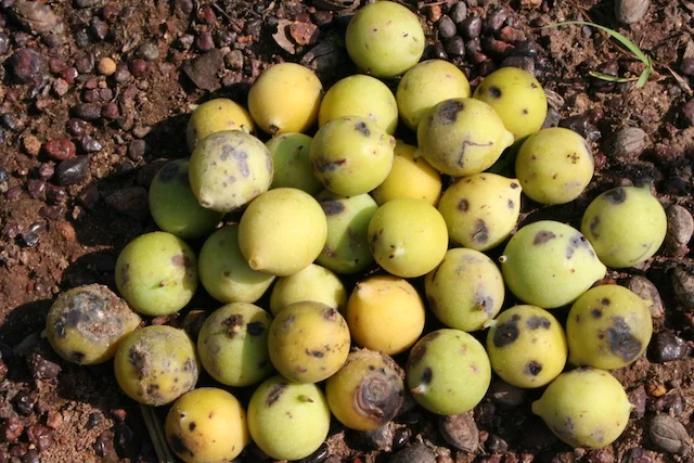 Persoonia falcata (Milky Plum) — Territory Native Plants
