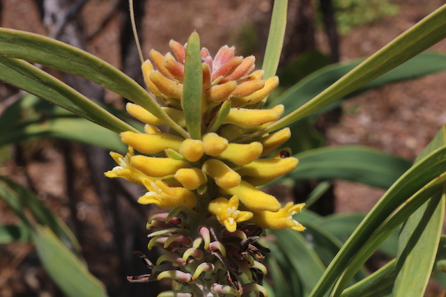 Persoonia falcata (Milky Plum) — Territory Native Plants