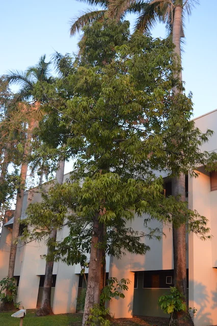 Polyalthia longifolia (Indian Tree) — Territory Native Plants