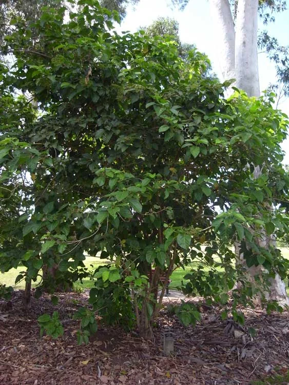 Premna serratifolia (Creek Premna) — Territory Native Plants