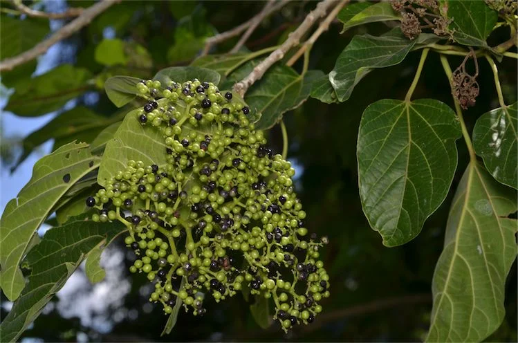 Premna serratifolia (Creek Premna) — Territory Native Plants