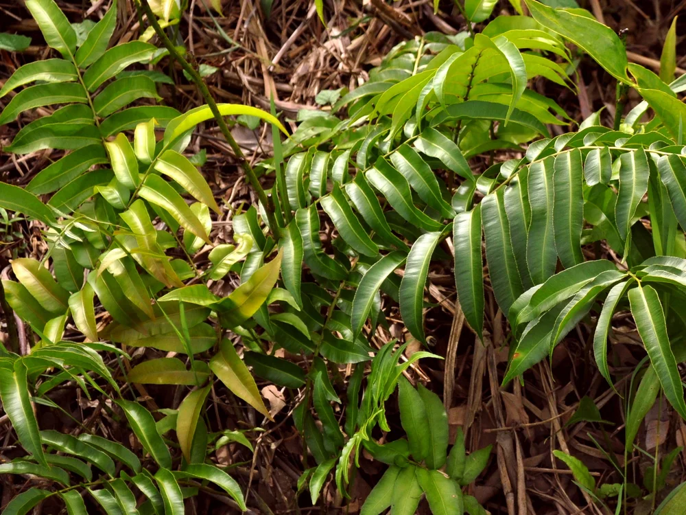 Stenochlaena palustris (Climbing Swamp Fern) — Territory Native Plants
