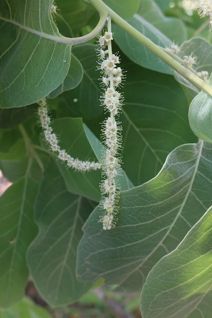 Terminalia carpentariae (Wild Peach) — Territory Native Plants