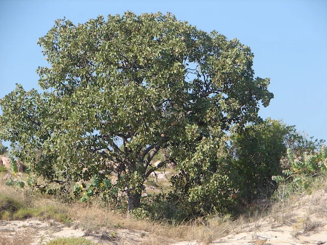 Terminalia carpentariae (Wild Peach) — Territory Native Plants