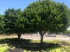 Maniltoa Grandiflora Lenticellata (Silk Handkerchief Tree) — Territory ...