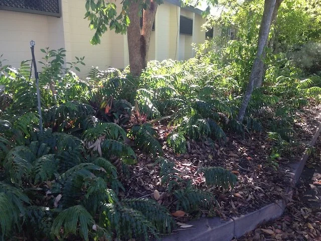 Stenochlaena palustris (Climbing Swamp Fern) — Territory Native Plants