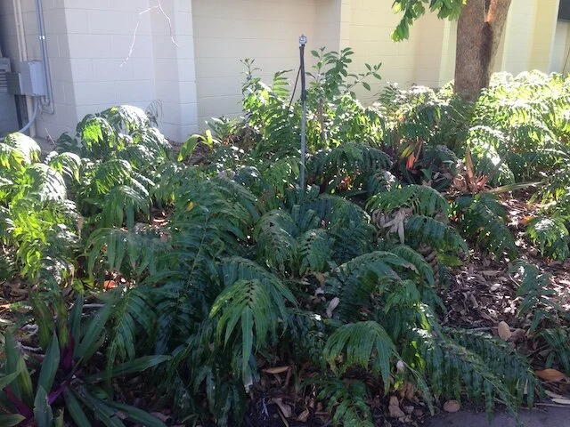 Stenochlaena palustris (Climbing Swamp Fern) — Territory Native Plants