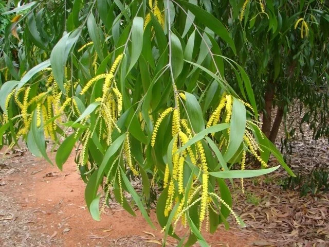 Acacia auriculiformis (Black Wattle) — Territory Native Plants