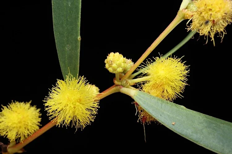 Acacia multisiliqua — Territory Native Plants