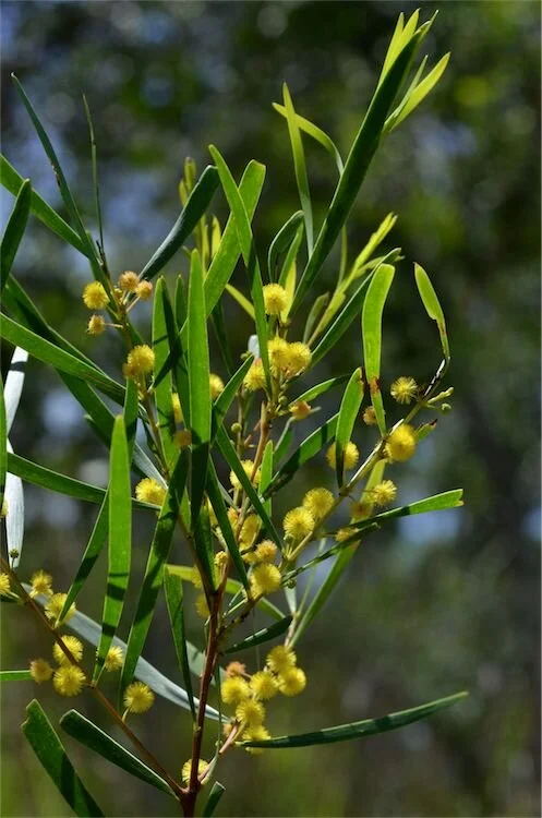 Acacia simsii (Sims’ wattle) — Territory Native Plants