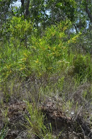 Acacia simsii (Sims’ wattle) — Territory Native Plants