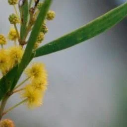 Acacia simsii (Sims’ wattle) — Territory Native Plants