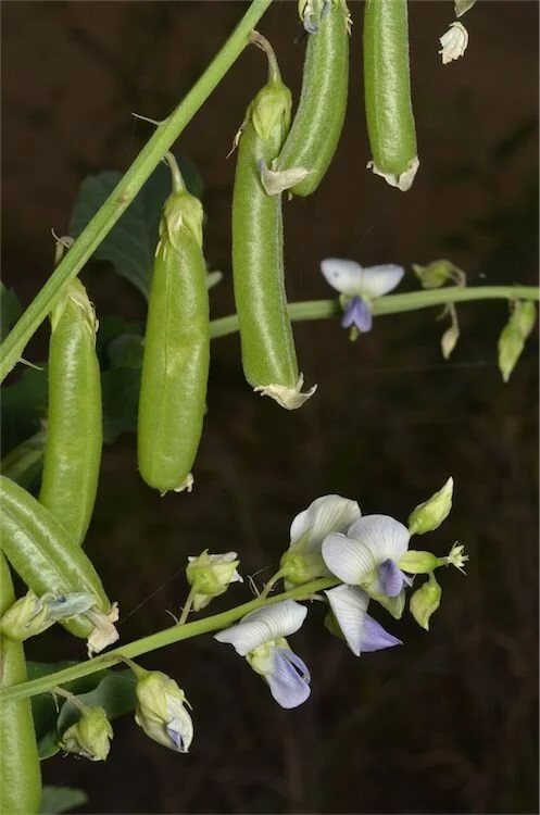 Crotalaria verrucosa (Blue-flower Rattlepod) — Territory Native Plants