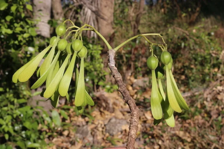 Gyrocarpus americanus (Helicopter/Propeller Tree) — Territory Native Plants