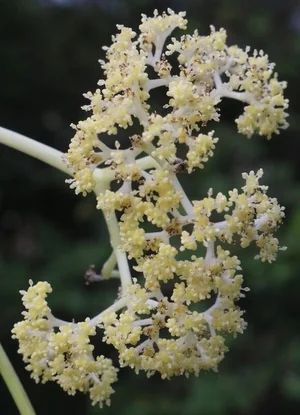 Gyrocarpus americanus (Helicopter/Propeller Tree) — Territory Native Plants