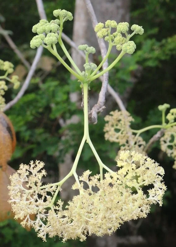 Gyrocarpus americanus (Helicopter/Propeller Tree) — Territory Native Plants