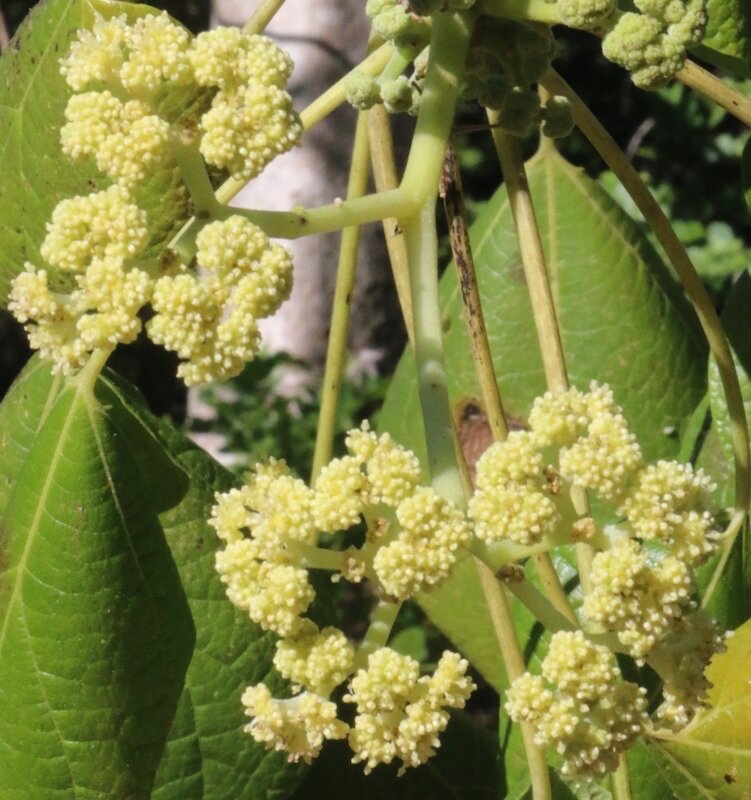 Gyrocarpus americanus (Helicopter/Propeller Tree) — Territory Native Plants