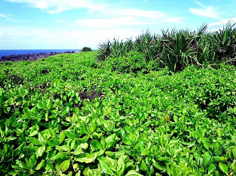 Scaevola taccada (Coastal Succulent) — Territory Native Plants