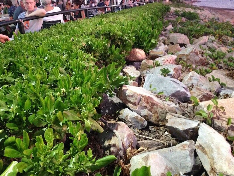 Scaevola taccada (Coastal Succulent) — Territory Native Plants