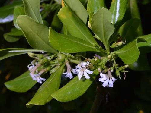 Scaevola taccada (Coastal Succulent) — Territory Native Plants