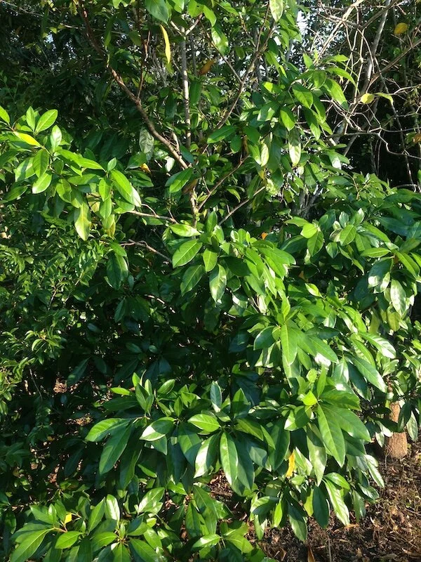Tarennoidea wallichii (Tiwi Endangered) — Territory Native Plants