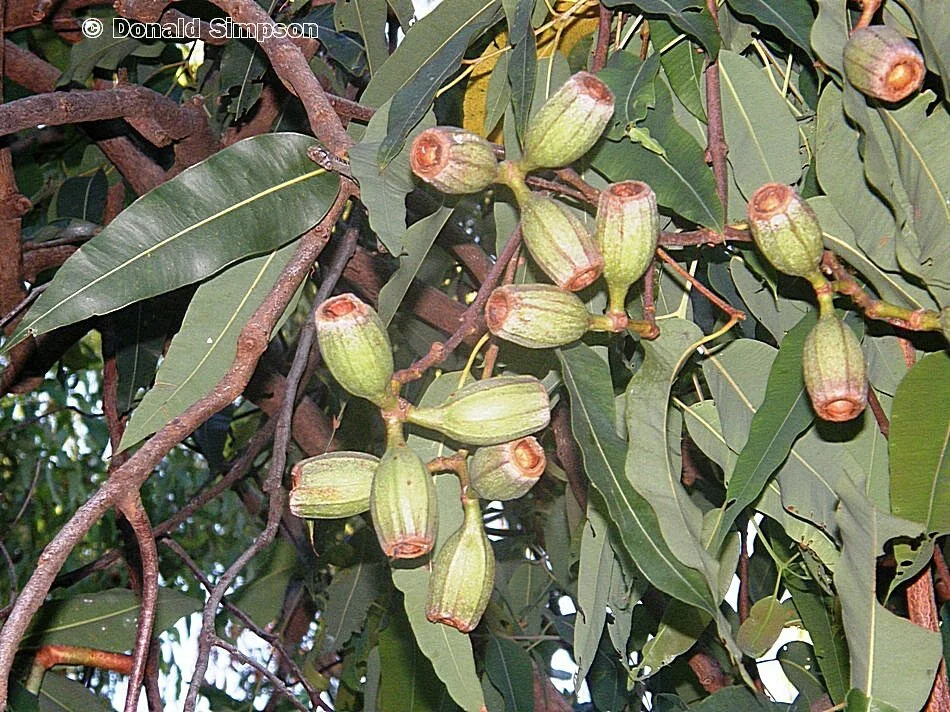 Corymbia ptychocarpa (Swamp Bloodwood) — Territory Native Plants