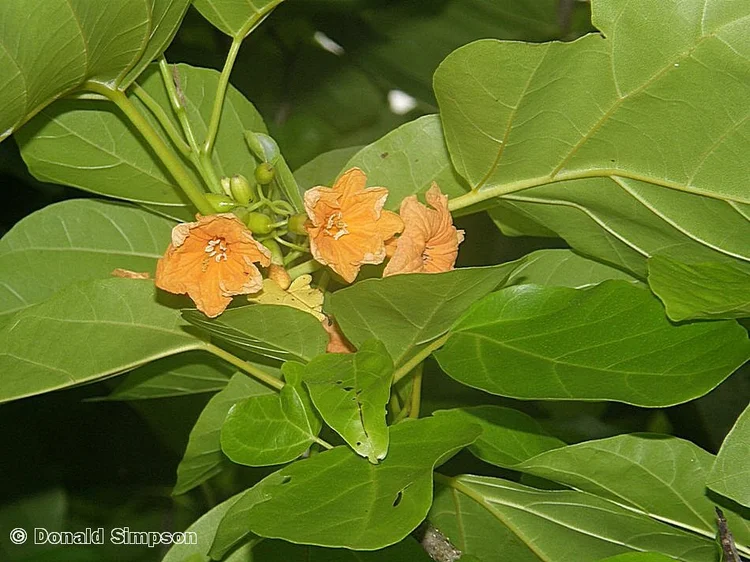 Cordia subcordata (Sea Trumpet) — Territory Native Plants