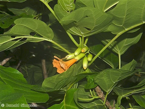 Cordia subcordata (Sea Trumpet) — Territory Native Plants