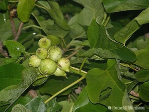 Cordia subcordata (Sea Trumpet) — Territory Native Plants