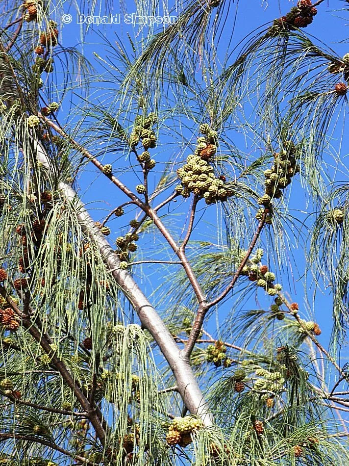 Casuarina equisetifolia (Coastal She-Oak) — Territory Native Plants