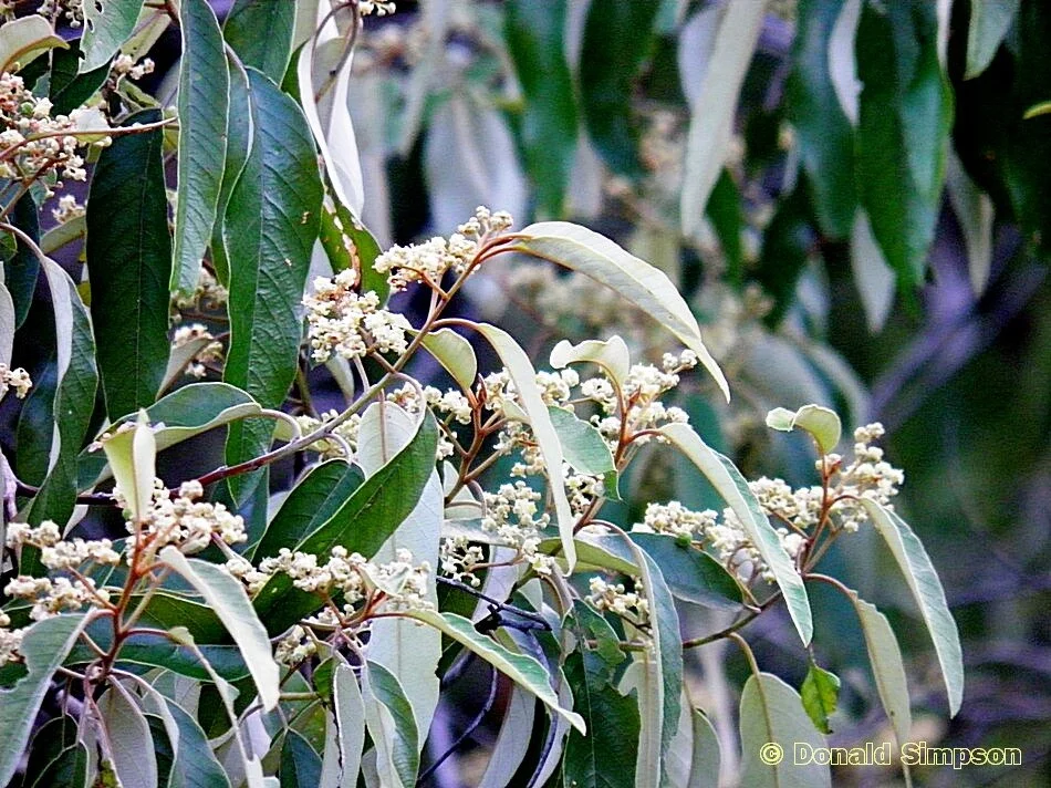 Alphitonia excelsa (Soap Tree/Red Ash) — Territory Native Plants