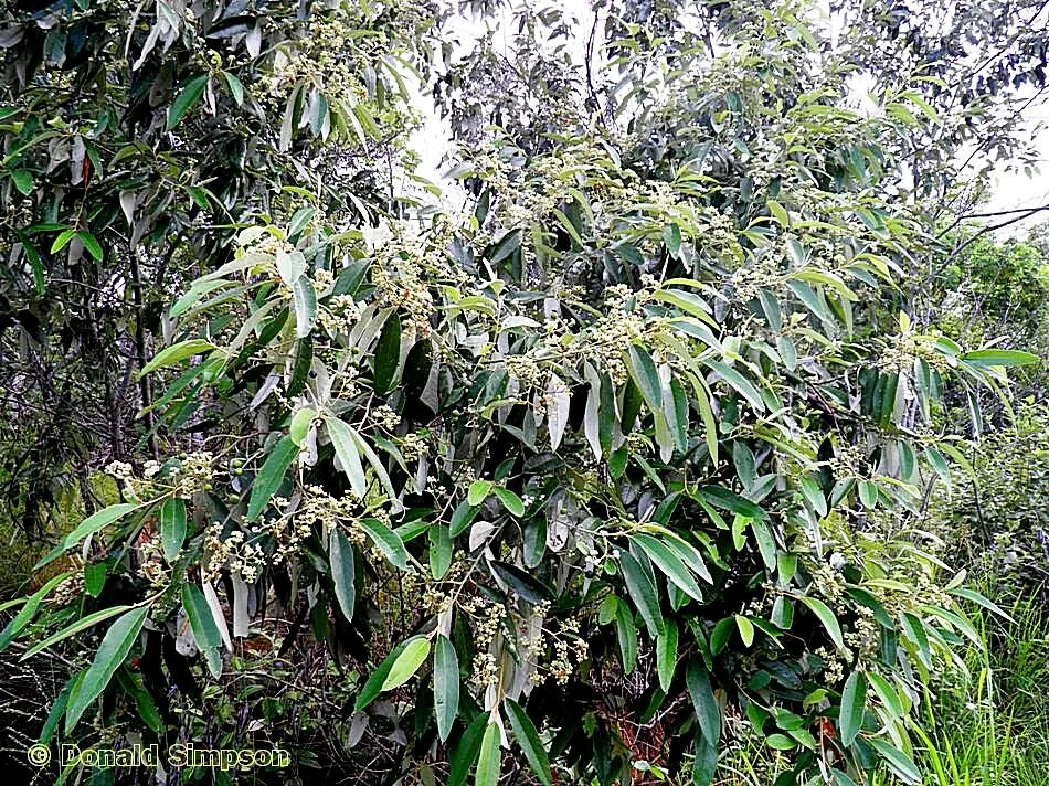 Alphitonia excelsa (Soap Tree/Red Ash) — Territory Native Plants