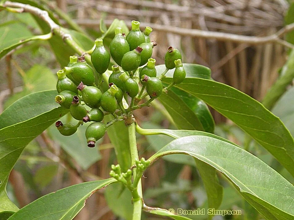 Aidia racemosa (Archer Cherry) — Territory Native Plants