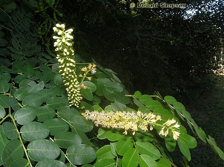 Adenanthera pavonina (Red Bead Tree) — Territory Native Plants