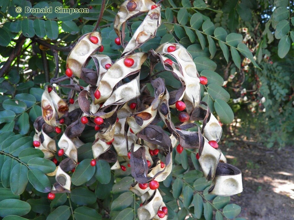 Adenanthera pavonina (Red Bead Tree) — Territory Native Plants