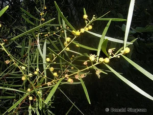 Acacia simsii (Sims’ wattle) — Territory Native Plants