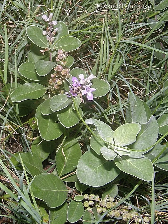 Vitex rotundifolia (Beach Vitex) — Territory Native Plants