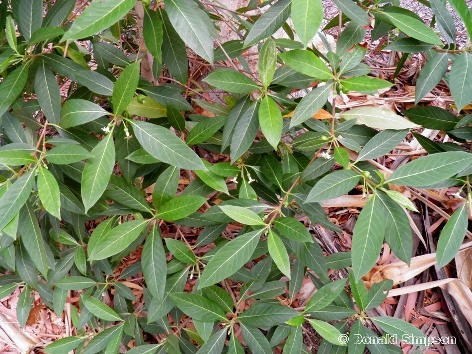 Timonius timon (Tim-Tim) — Territory Native Plants