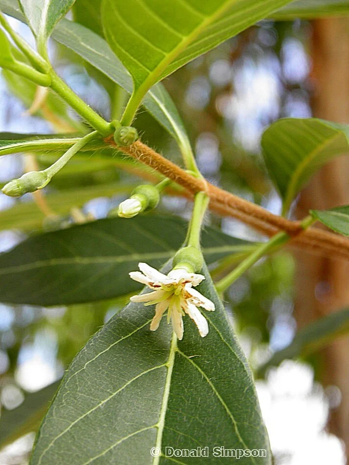 Timonius timon (Tim-Tim) — Territory Native Plants