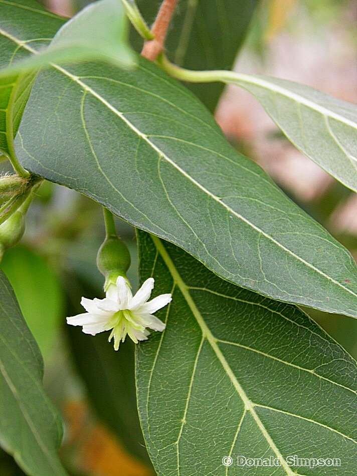 Timonius timon (Tim-Tim) — Territory Native Plants