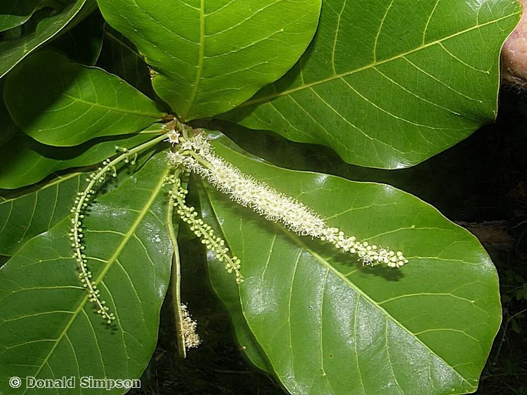 Terminalia catappa (Indian Almond) — Territory Native Plants