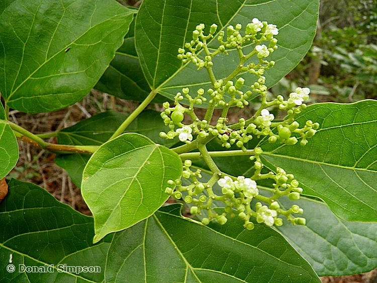 Premna serratifolia (Creek Premna) — Territory Native Plants