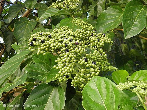 Premna serratifolia (Creek Premna) — Territory Native Plants