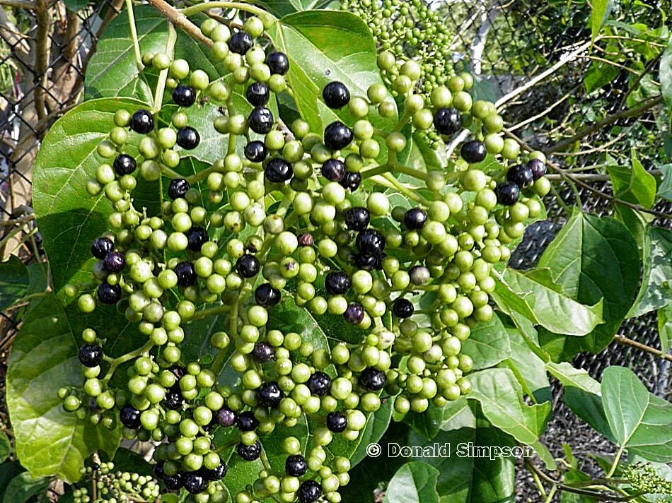 Premna serratifolia (Creek Premna) — Territory Native Plants