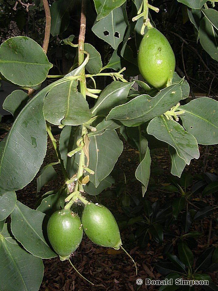 Planchonia careya (Cocky Apple) — Territory Native Plants