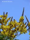 Peltophorum pterocarpum (Yellow Flame Tree) — Territory Native Plants