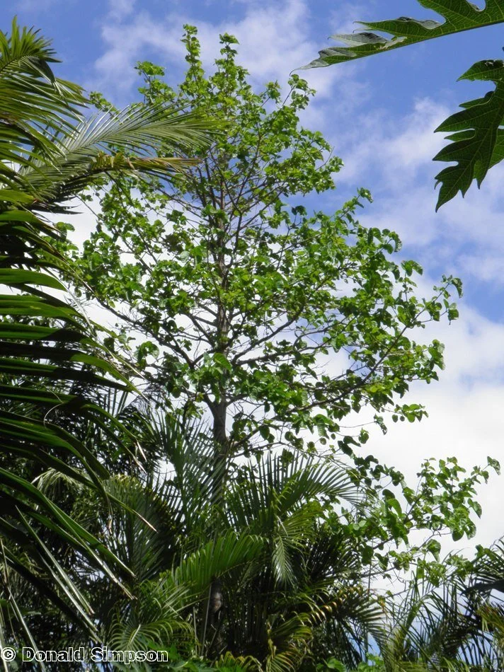 Nauclea orientalis (Leichhardt Tree) — Territory Native Plants