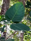 Nauclea orientalis (Leichhardt Tree) — Territory Native Plants