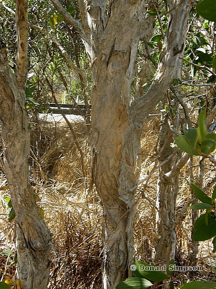 Melaleuca viridiflora — Territory Native Plants