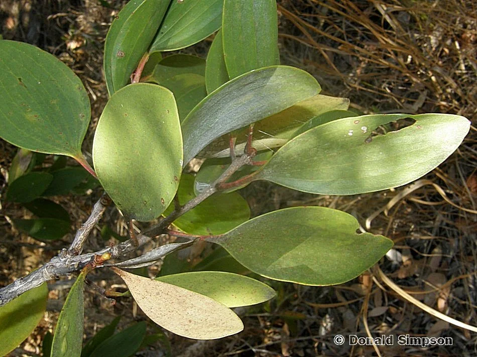 Melaleuca viridiflora — Territory Native Plants